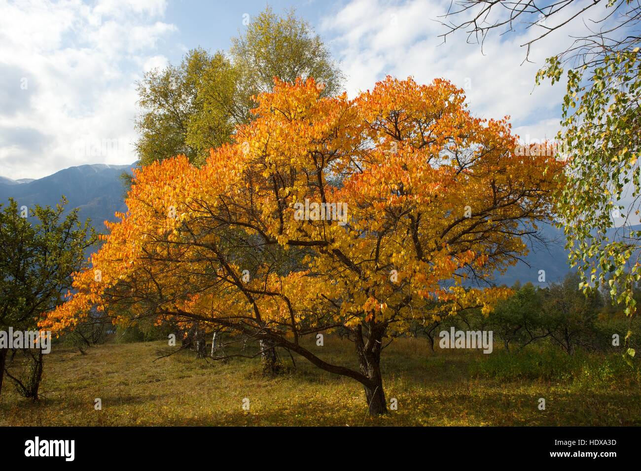 Altai white water hi-res stock photography and images - Alamy