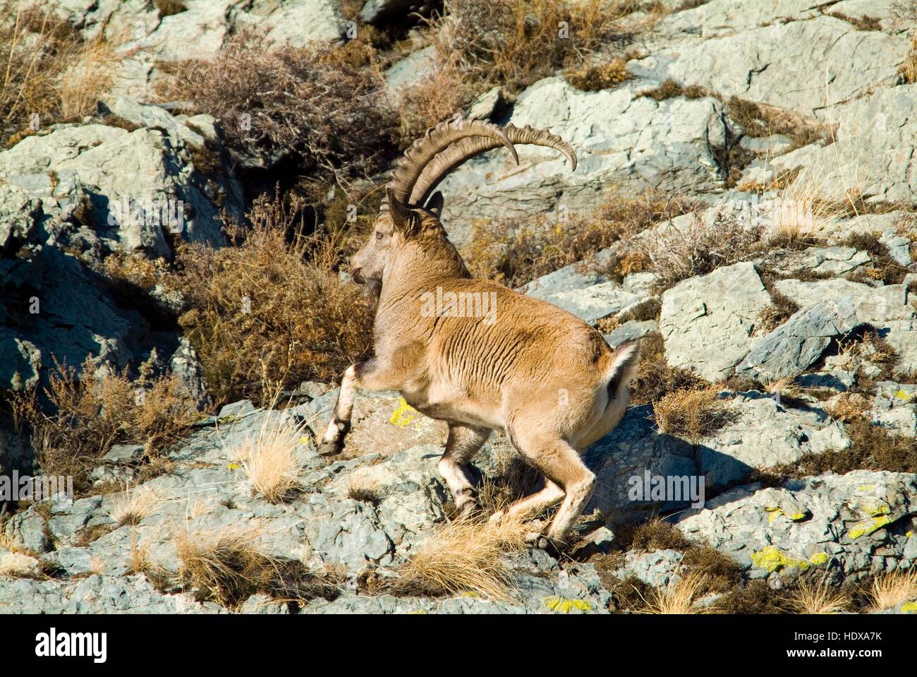Capricorn at the mountains Stock Photo - Alamy