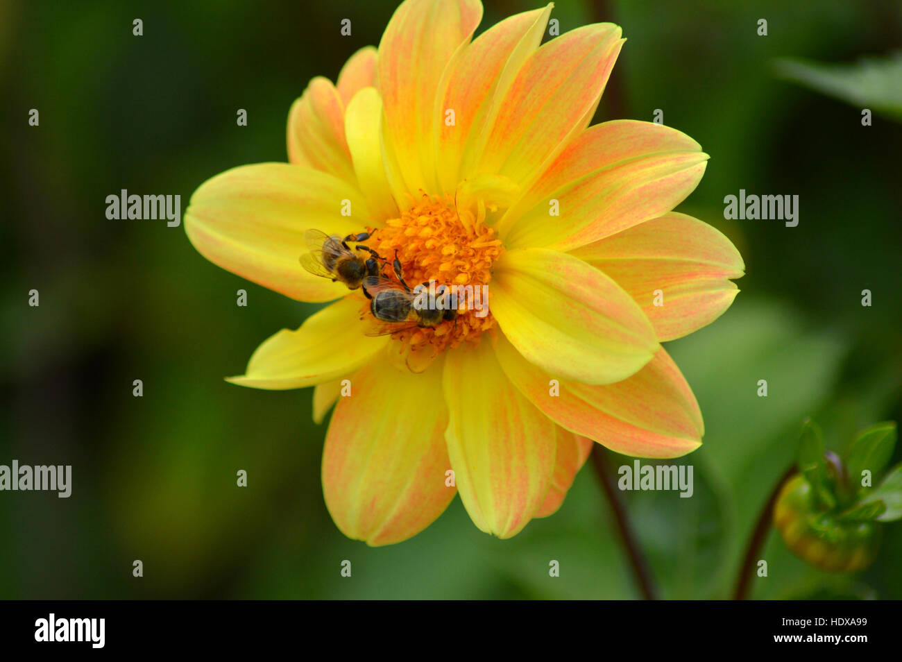 Two bees collecting nectar from a flower Stock Photo - Alamy