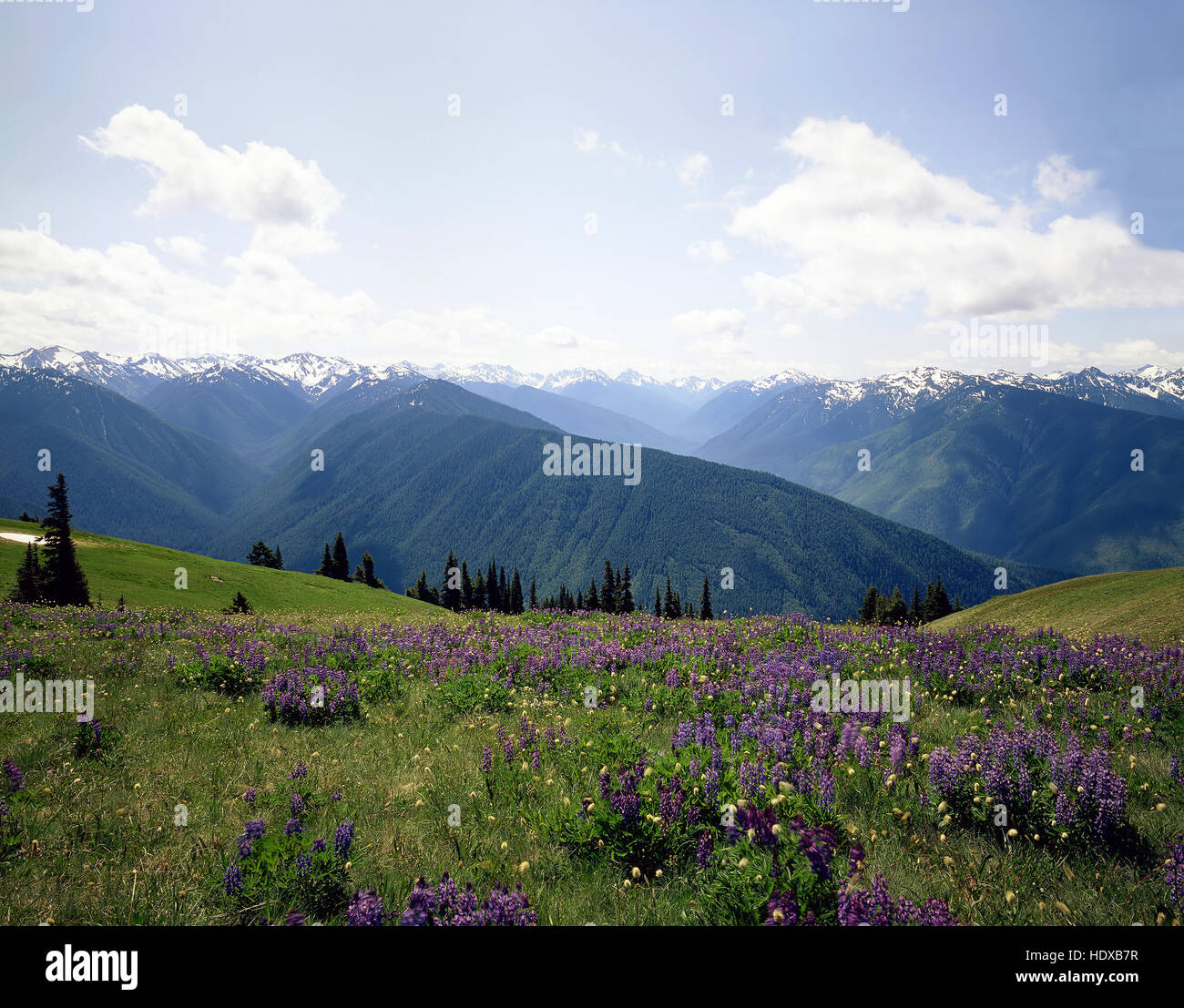 Hurricane Ridge in Olympic National Park Stock Photo - Alamy