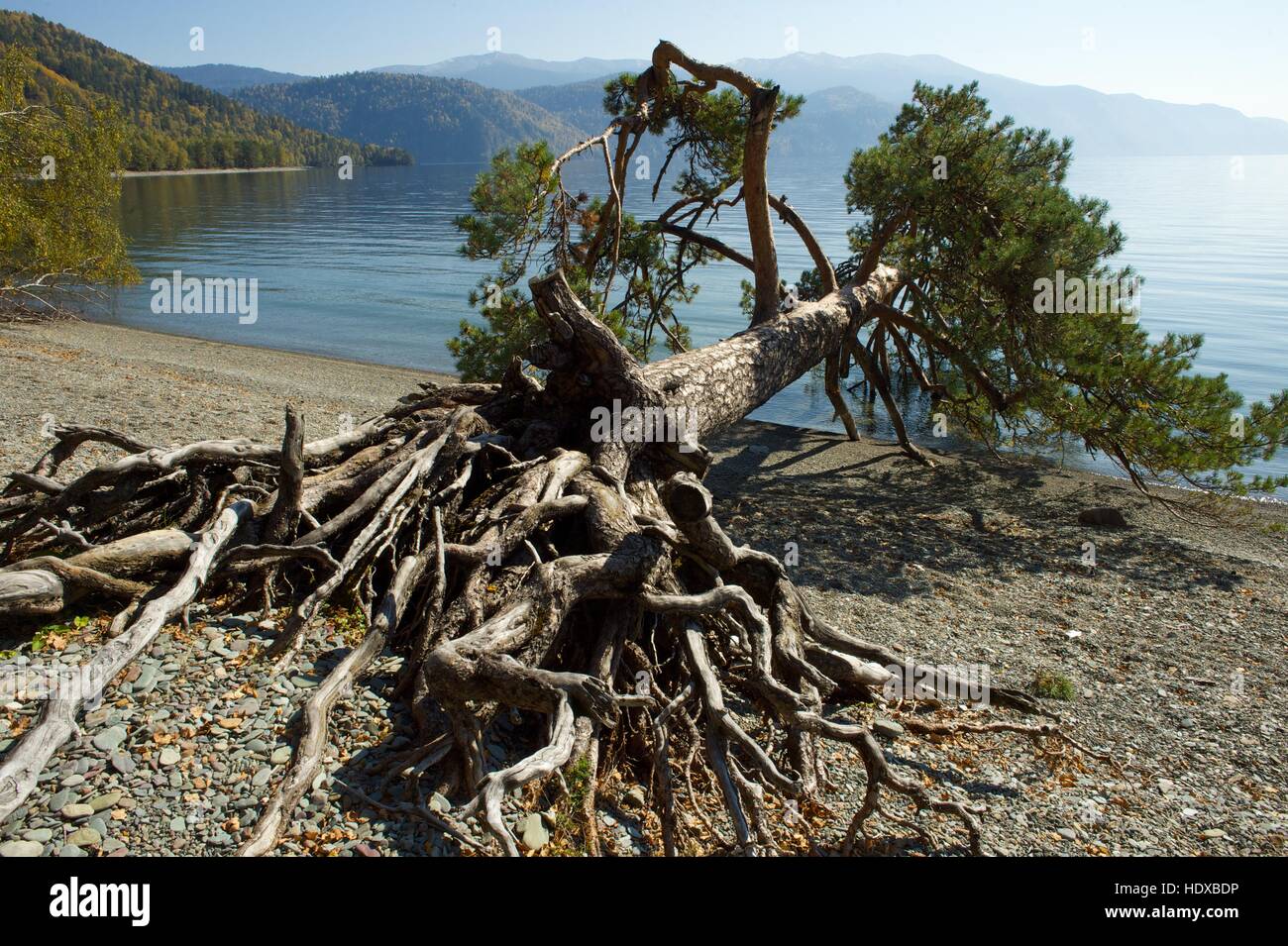 Fallen tree on lake Stock Photo - Alamy