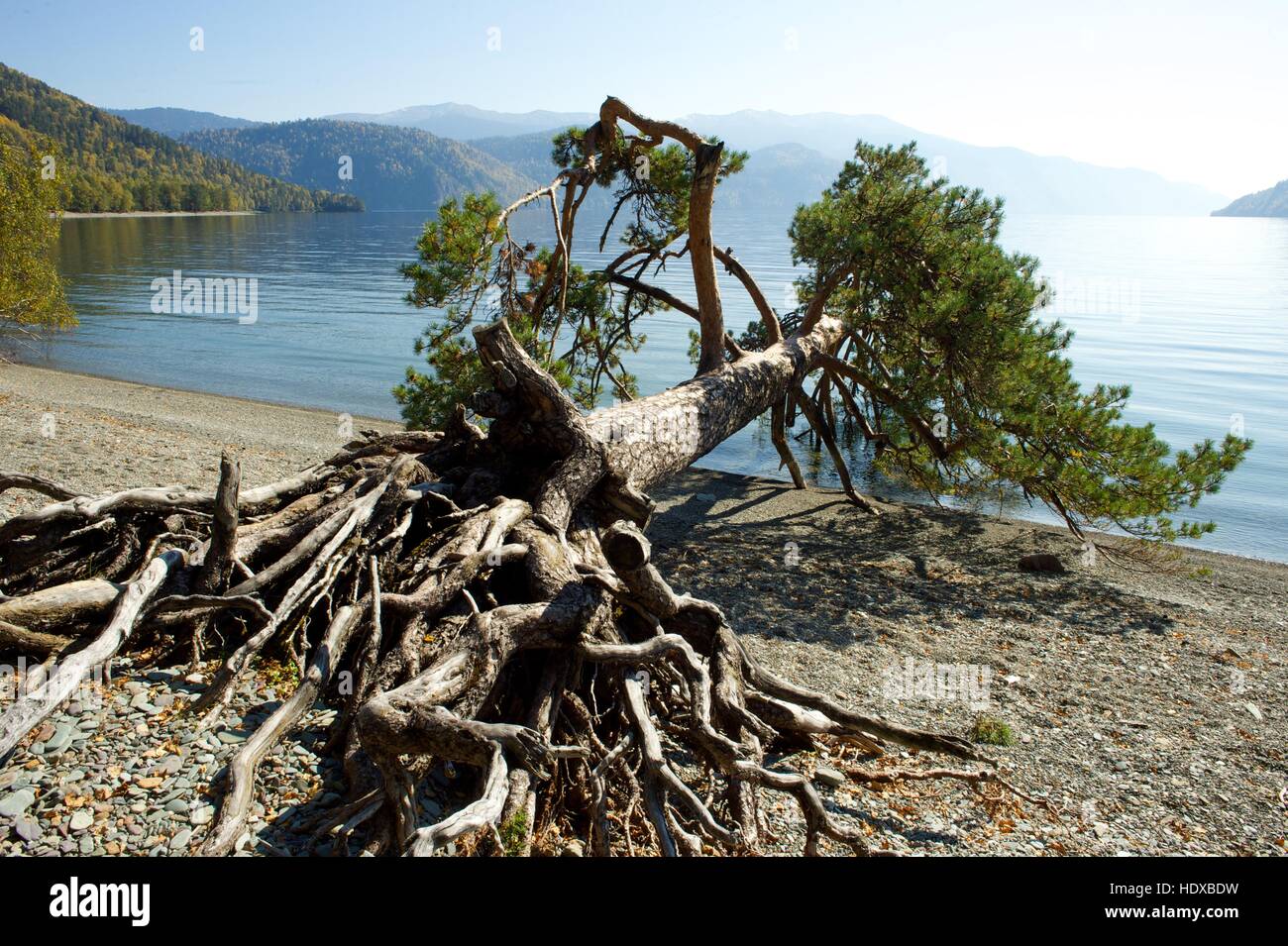 Fallen tree on lake Stock Photo - Alamy