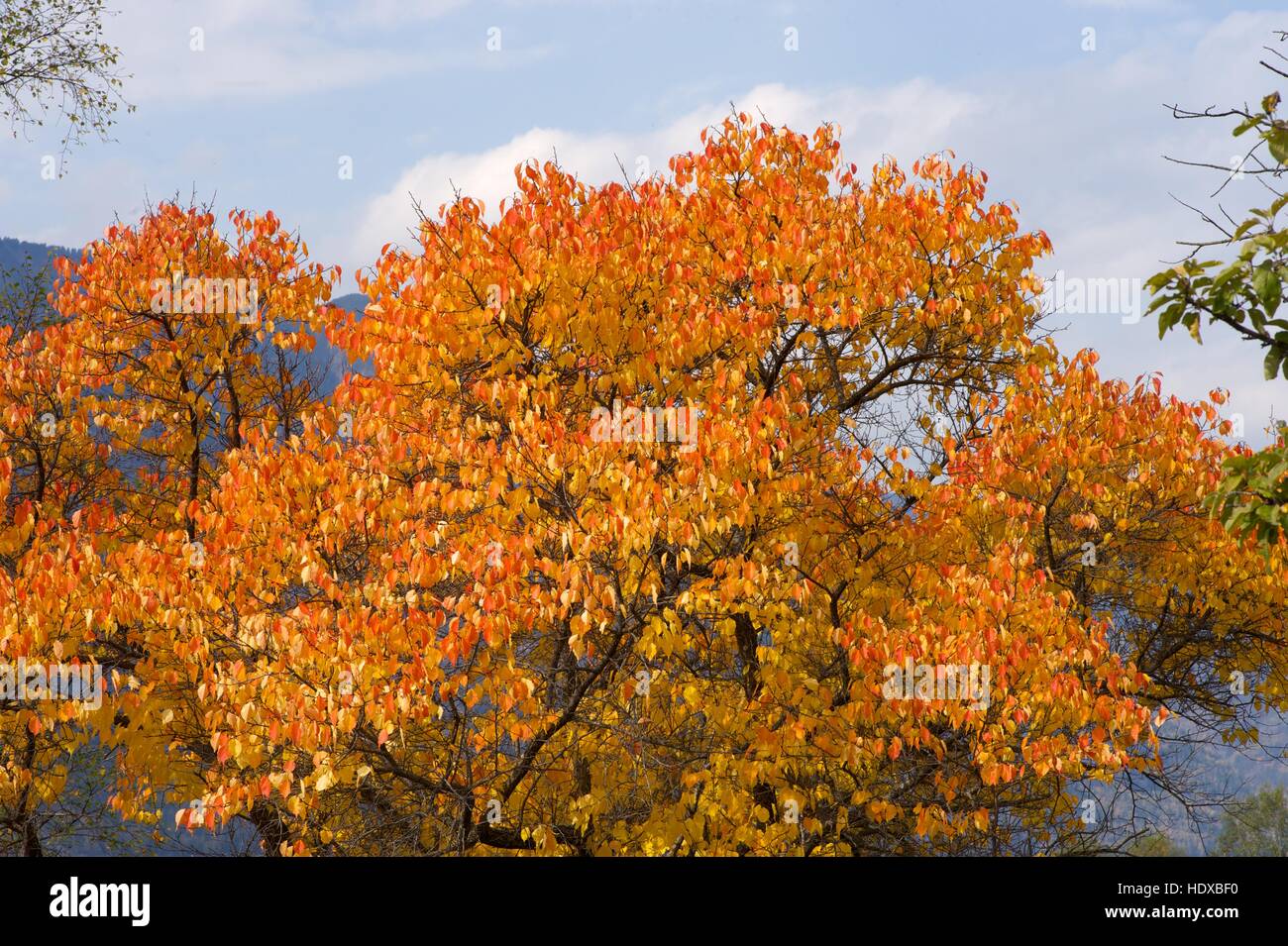 Autumn tree in the Altai region in Russia Stock Photo - Alamy