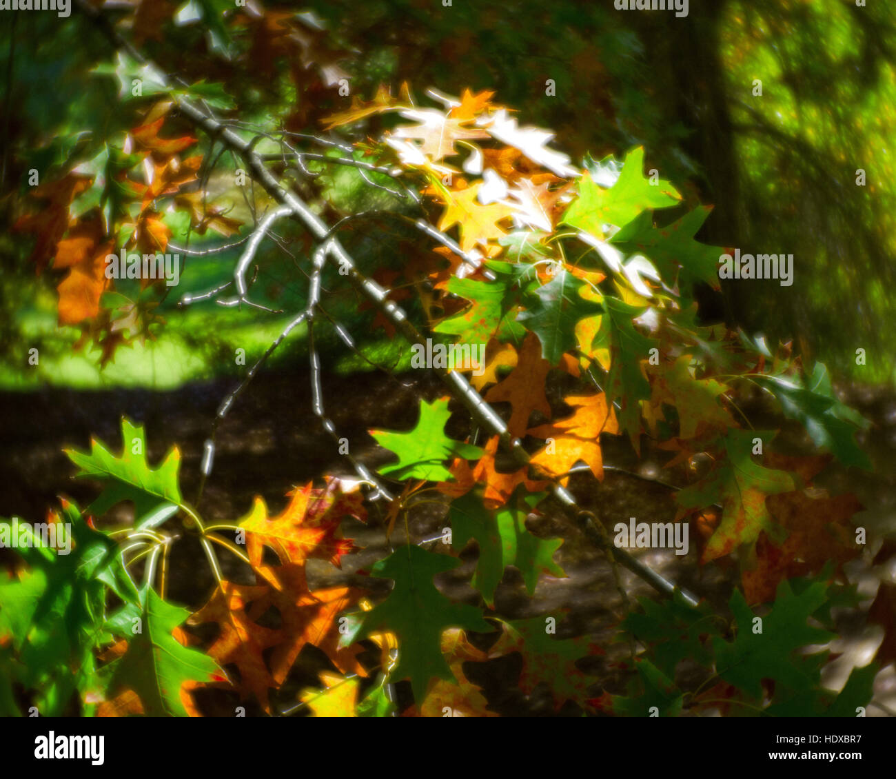 Mount lofty botanical garden hi-res stock photography and images - Alamy