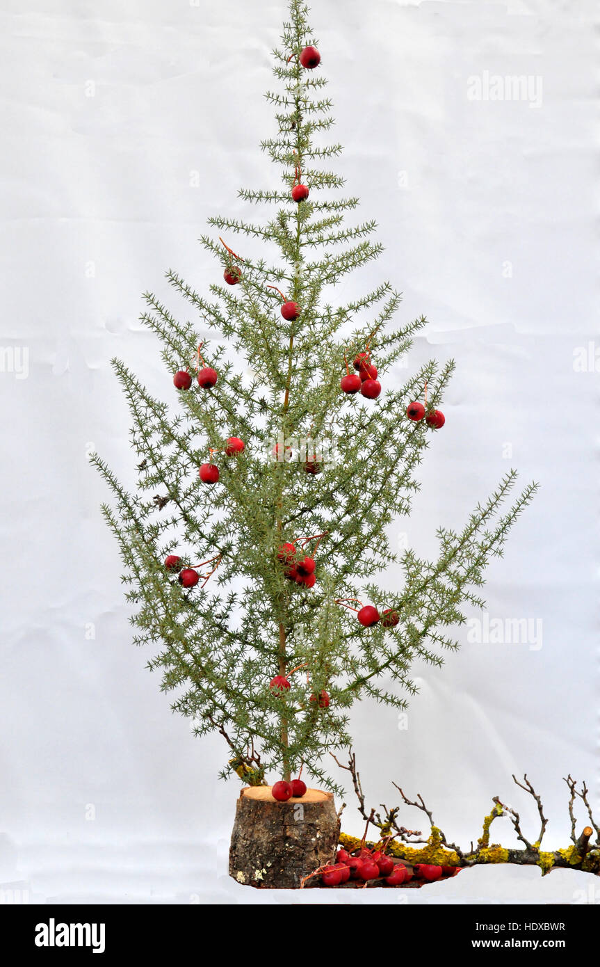 little Christmas natural tree Stock Photo - Alamy