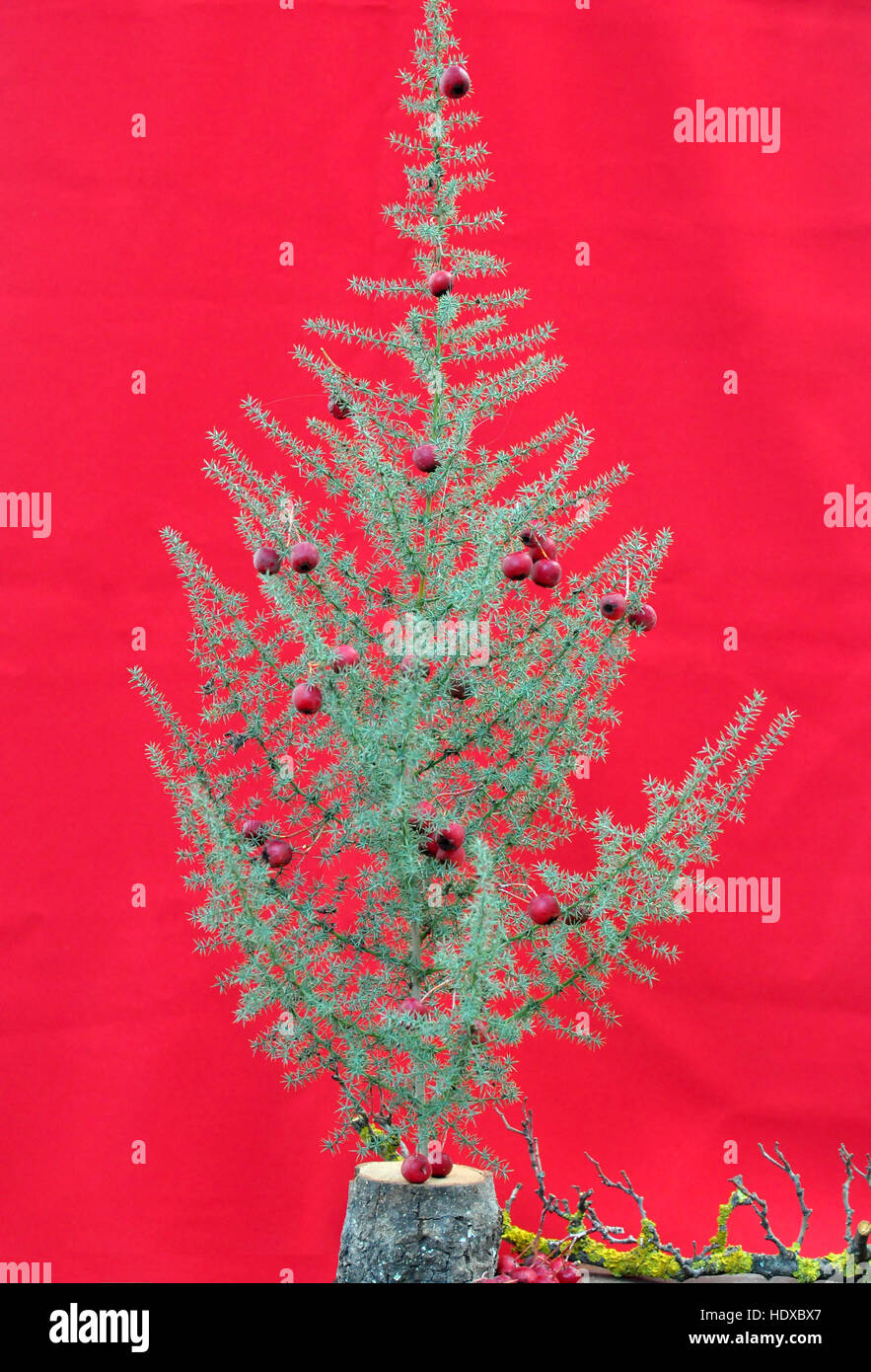 little Christmas natural tree Stock Photo - Alamy
