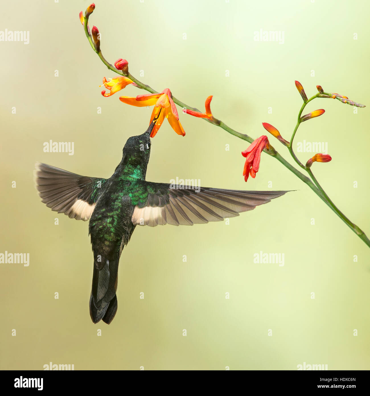 Buff-winged Starfrontlet (Coeligena lutetiae) hummingbird, posterior ...