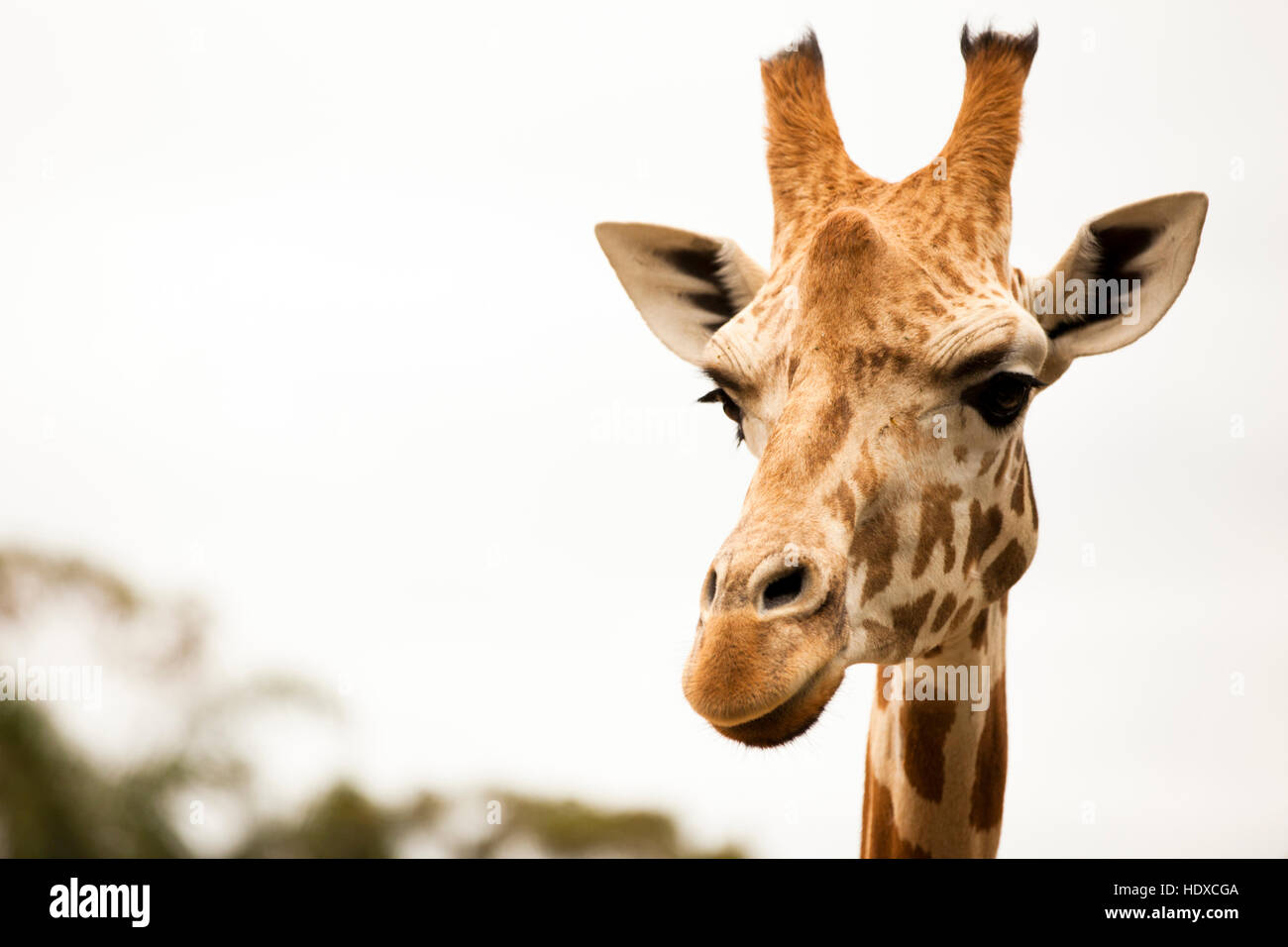 Closeup portrait of giraffe looking at camera Stock Photo - Alamy