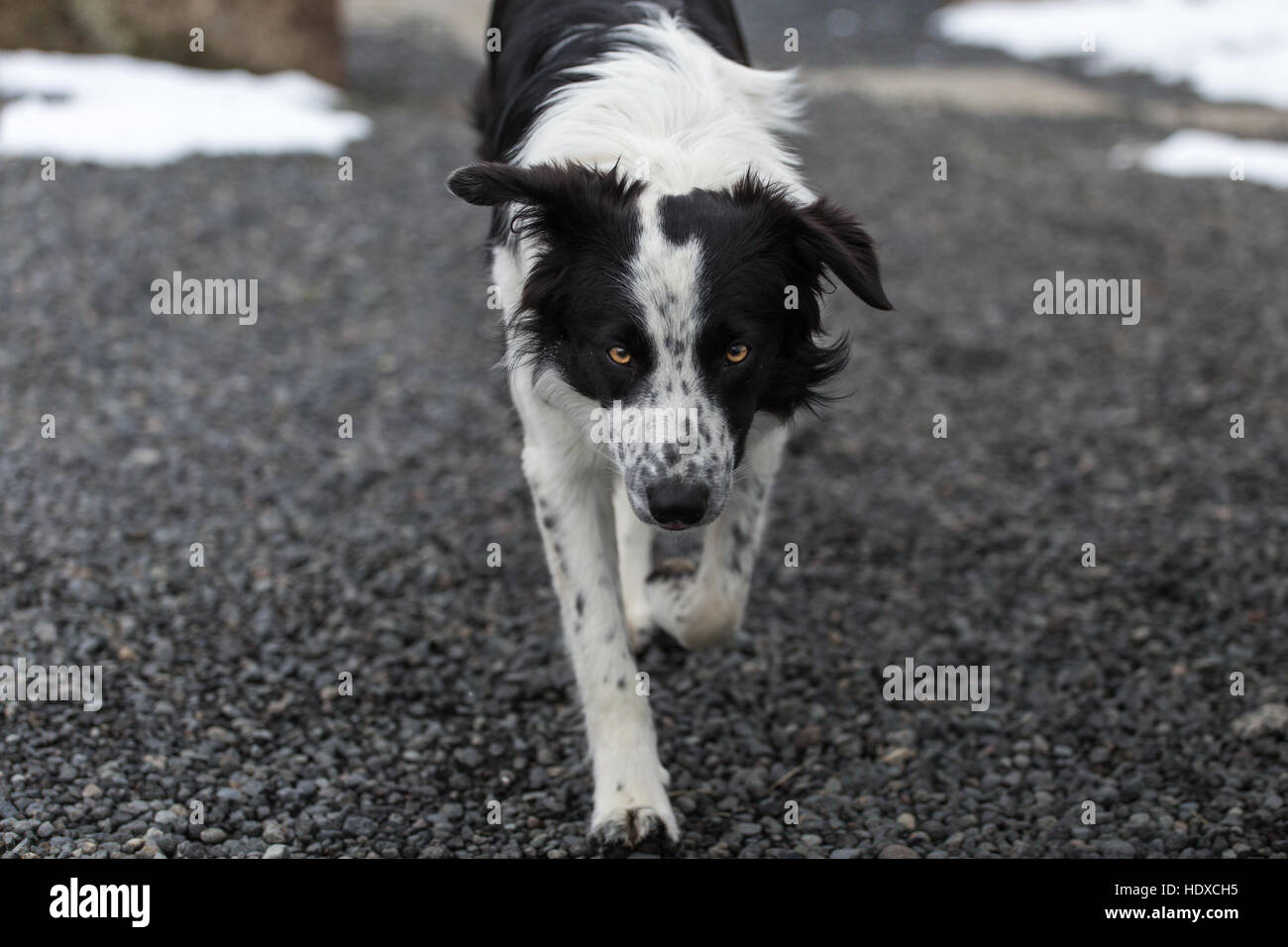 Frontal view of dog (border collie) walking on gravel looking into ...