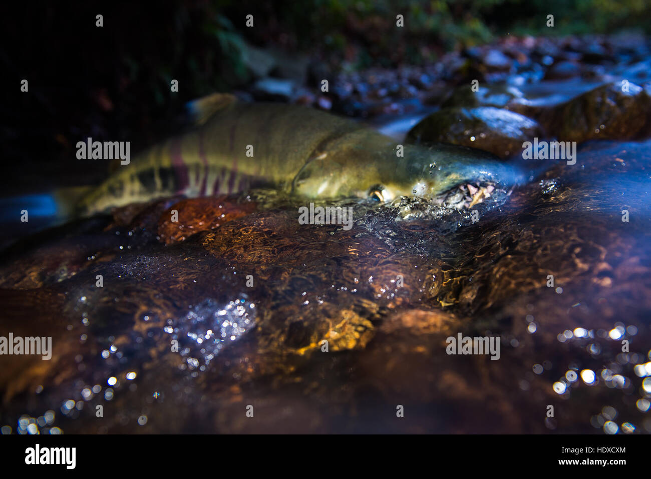 Salmon Life Cycle High Resolution Stock Photography and Images - Alamy