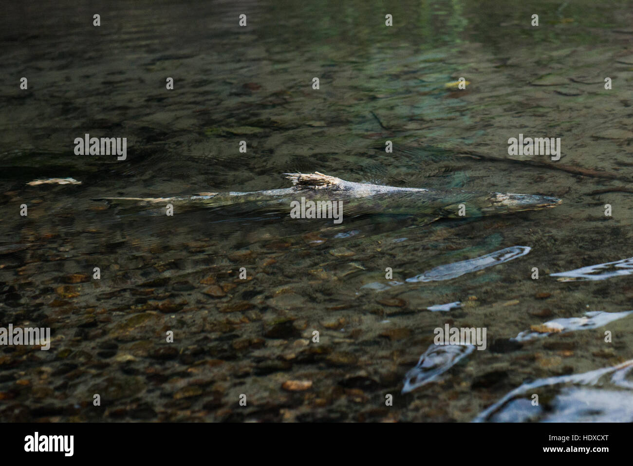 Salmon spawning and dying hi-res stock photography and images - Alamy