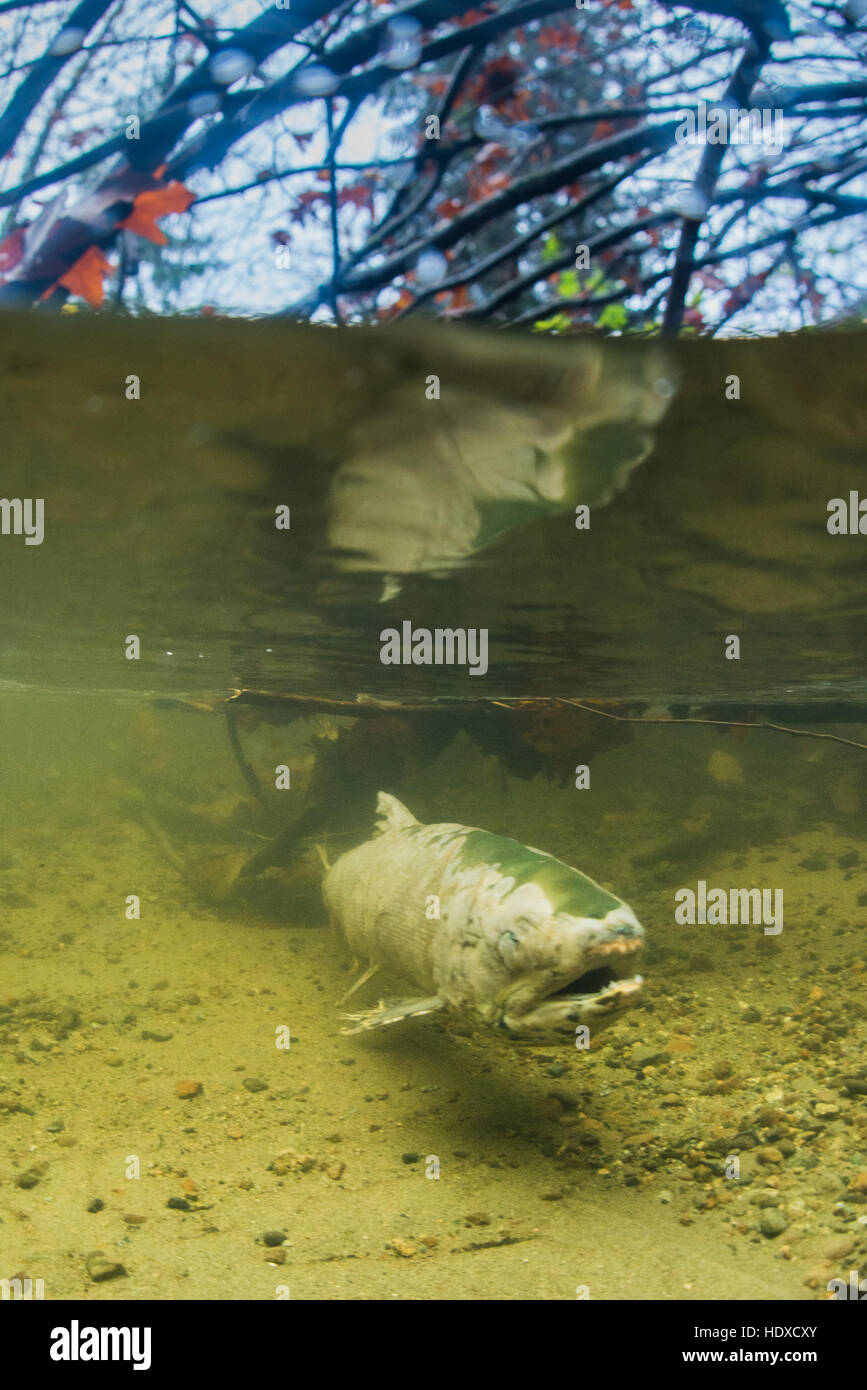 Salmon spawning and dying hi-res stock photography and images - Alamy