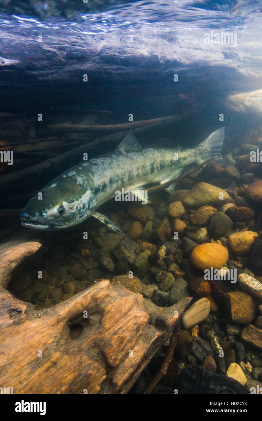 Silver salmon creek hi-res stock photography and images - Alamy