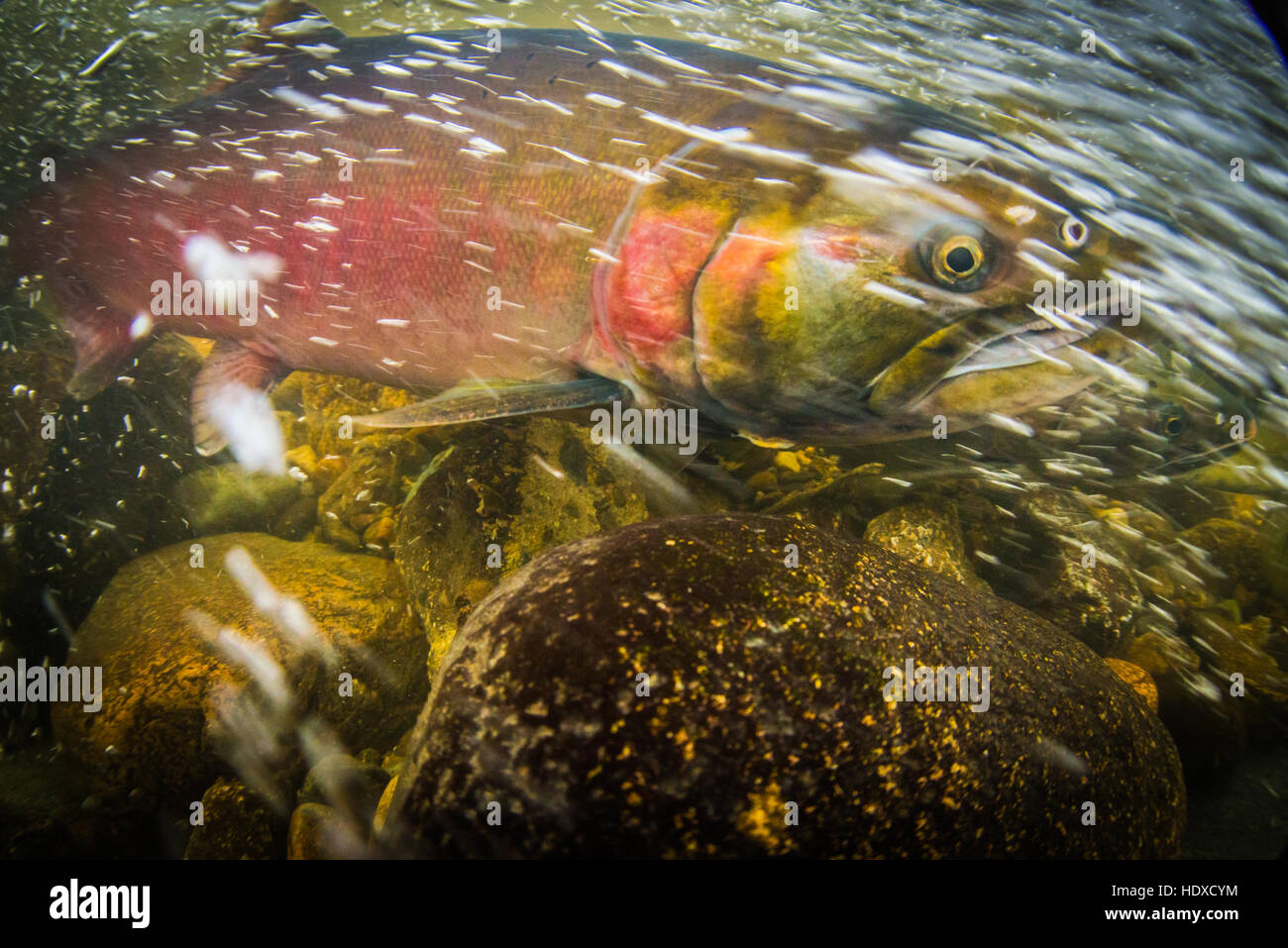 Underwater image hi-res stock photography and images - Alamy