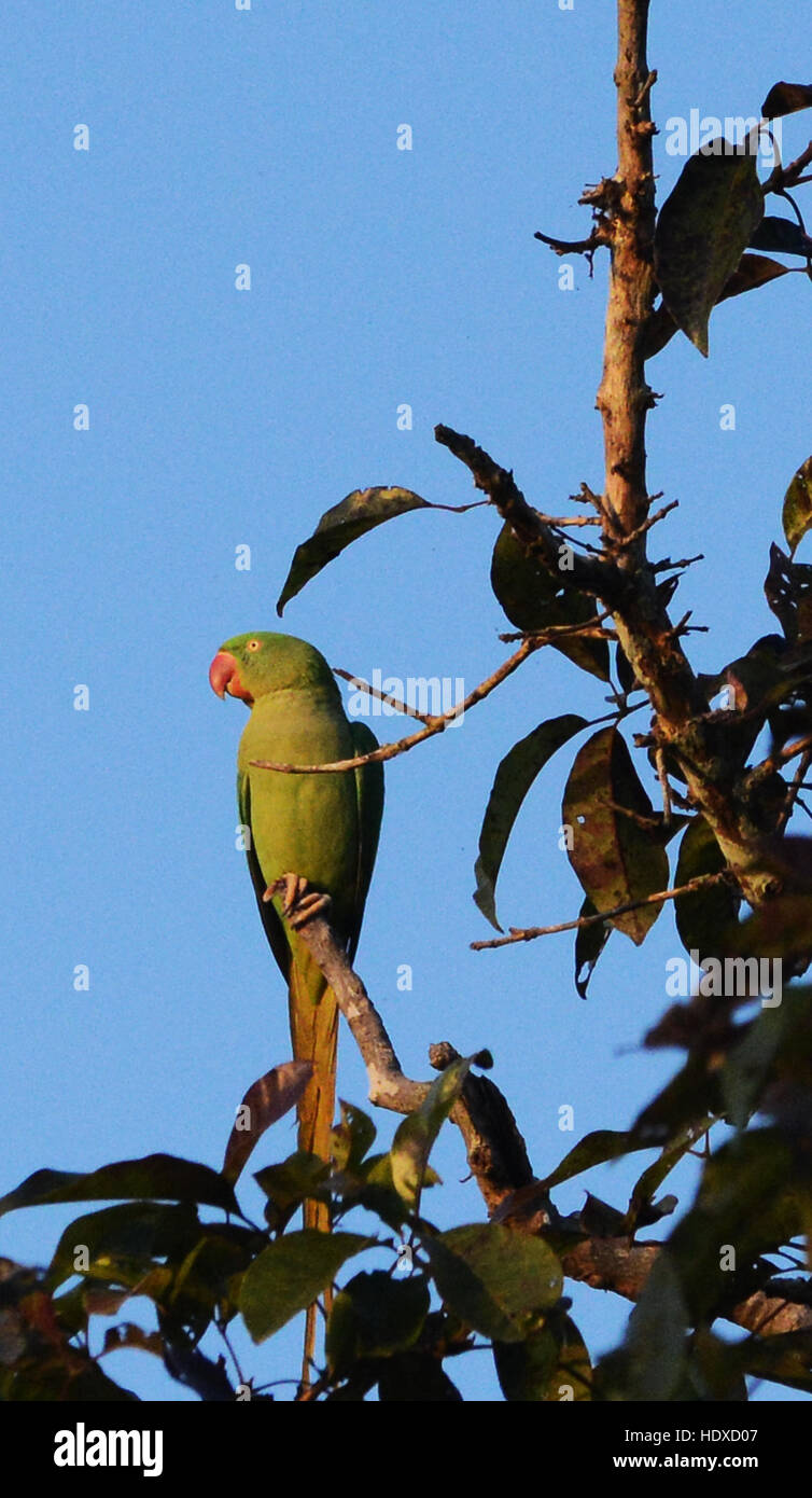 An Alexander parakeet on a tree Stock Photo - Alamy