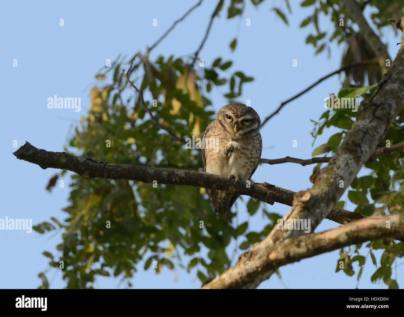 A spotted owlet sitting on a tree in Kaziranga national park in Assam ...