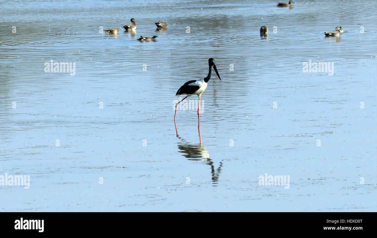 A Blacked Neck stork in Kaziranga national park, Assam, India Stock ...