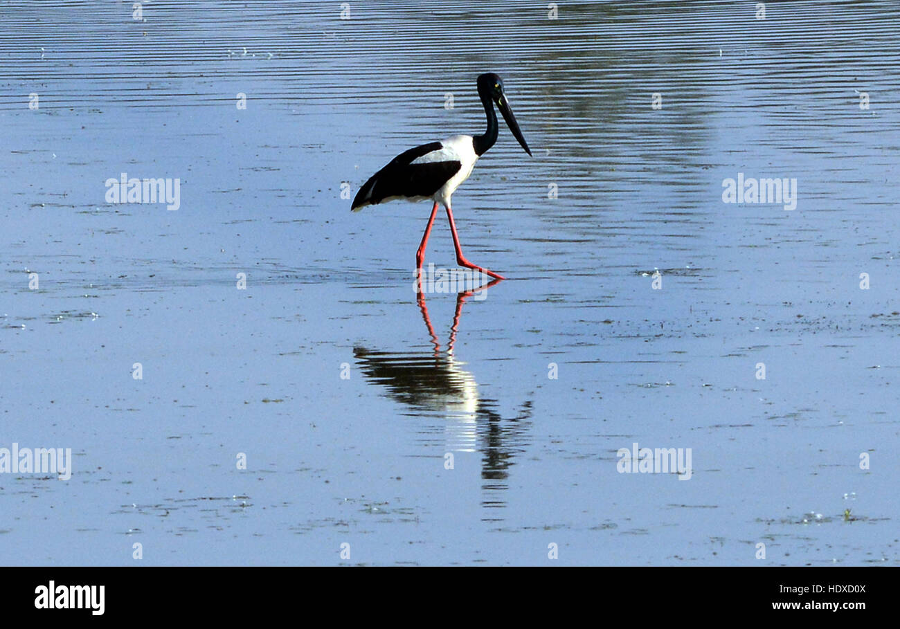 A Blacked Neck stork in Kaziranga national park, Assam, India Stock ...