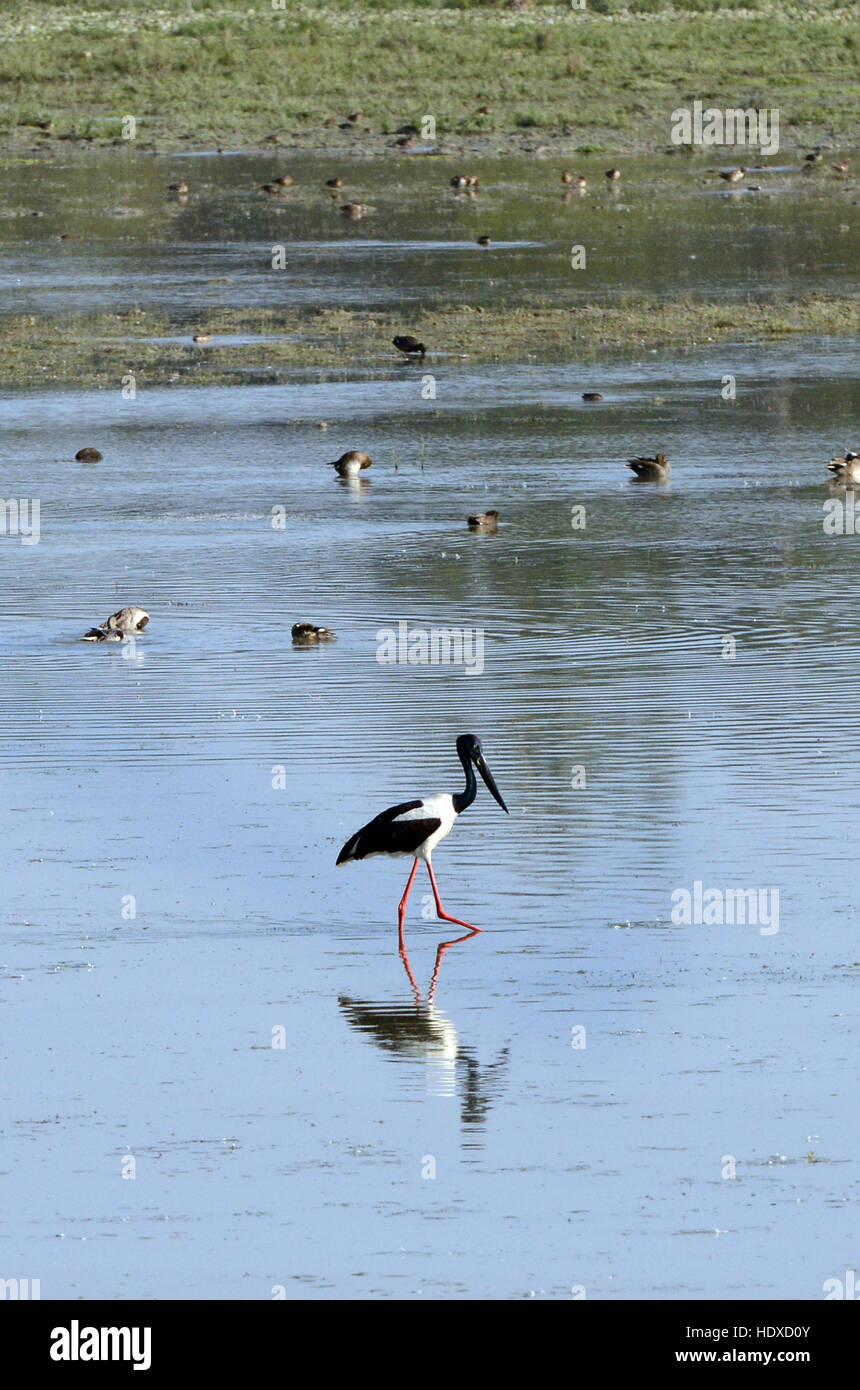 A Blacked Neck stork in Kaziranga national park, Assam, India Stock ...