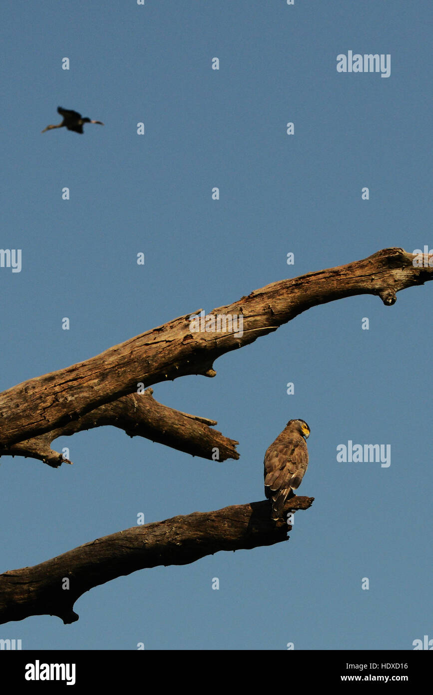 A Crested Serpent eagle in Kaziranga national park in Assam, India Stock Photo - Alamy