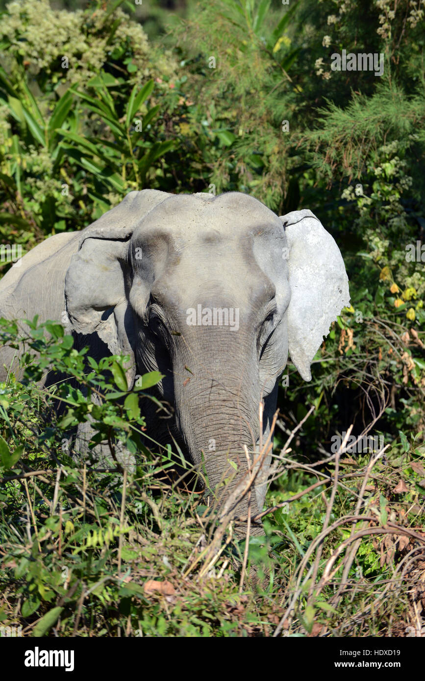 A wild elephant in Kaziranga national park in Assam, India Stock Photo ...