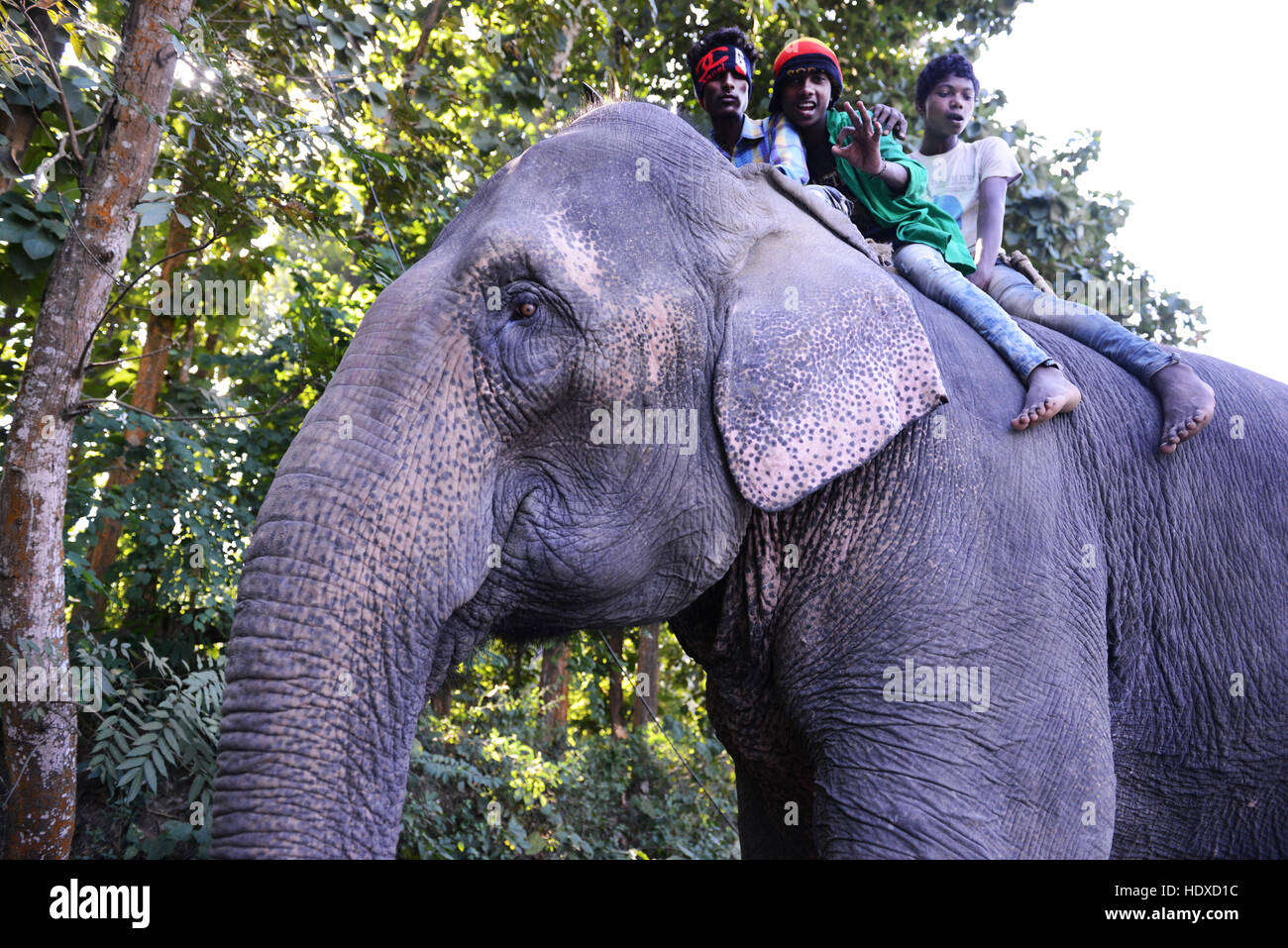 A Mahout on his elephant in Assam, India Stock Photo - Alamy