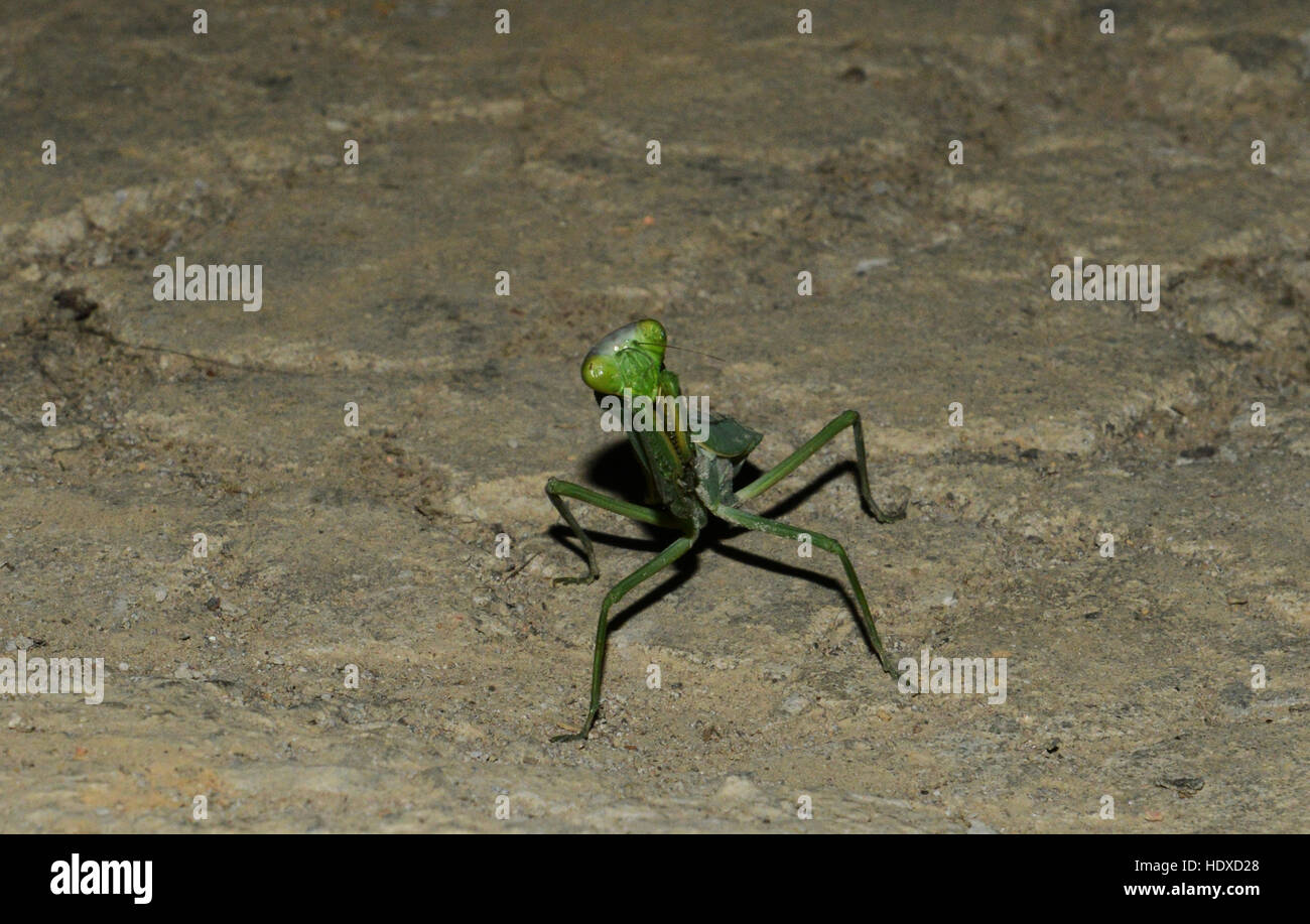 A big Praying Mantis Stock Photo - Alamy