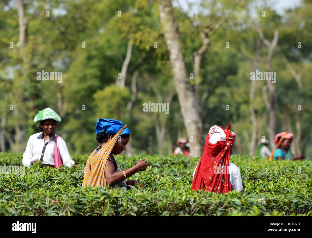 Assamese women picking tea leaves in a tea plantation in Eastern Assam ...