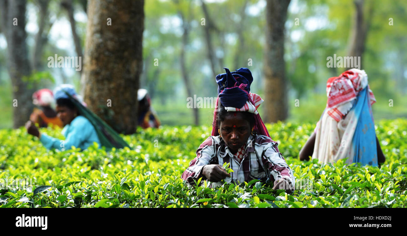Assamese women picking tea leaves in a tea plantation in Eastern Assam ...