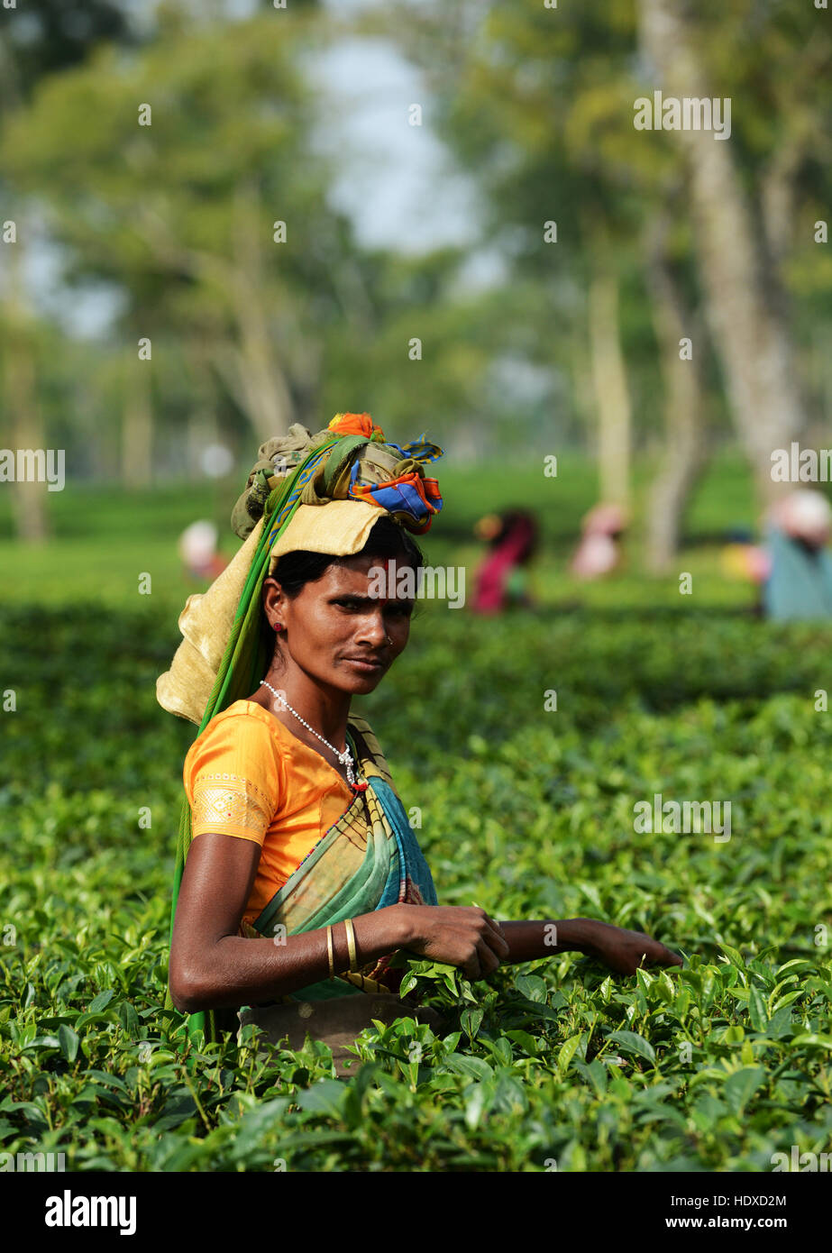Assamese women picking tea leaves in a tea plantation in Eastern Assam ...