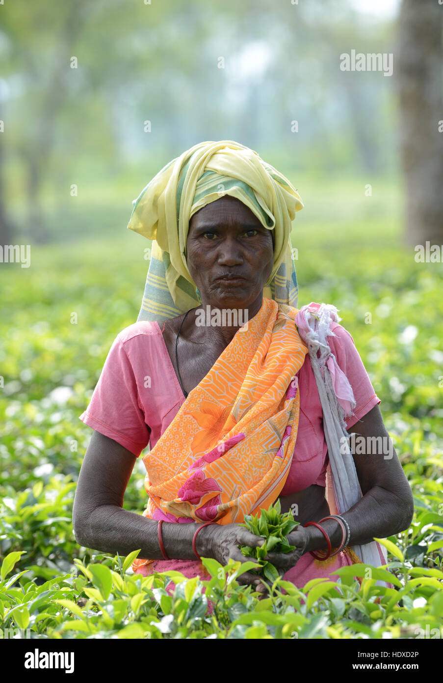 Assamese women picking tea leaves in a tea plantation in Eastern Assam ...