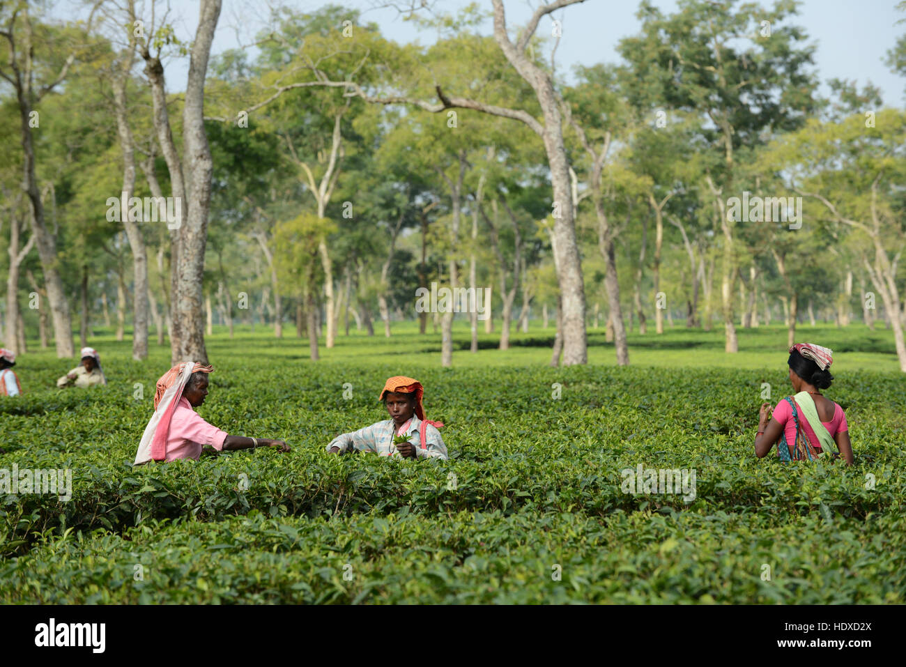 Assamese women picking tea leaves in a tea plantation in Eastern Assam ...