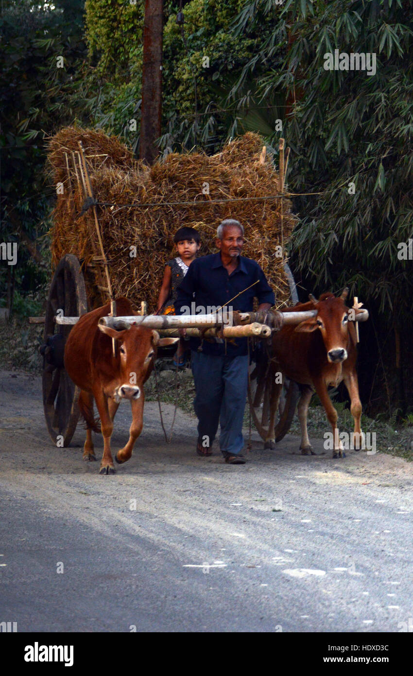 Carrying hay from the harvested paddy fields Stock Photo - Alamy