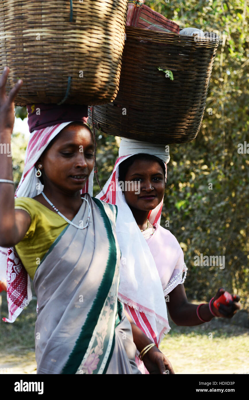 Tea workers walking to the tea plantation for work Stock Photo - Alamy