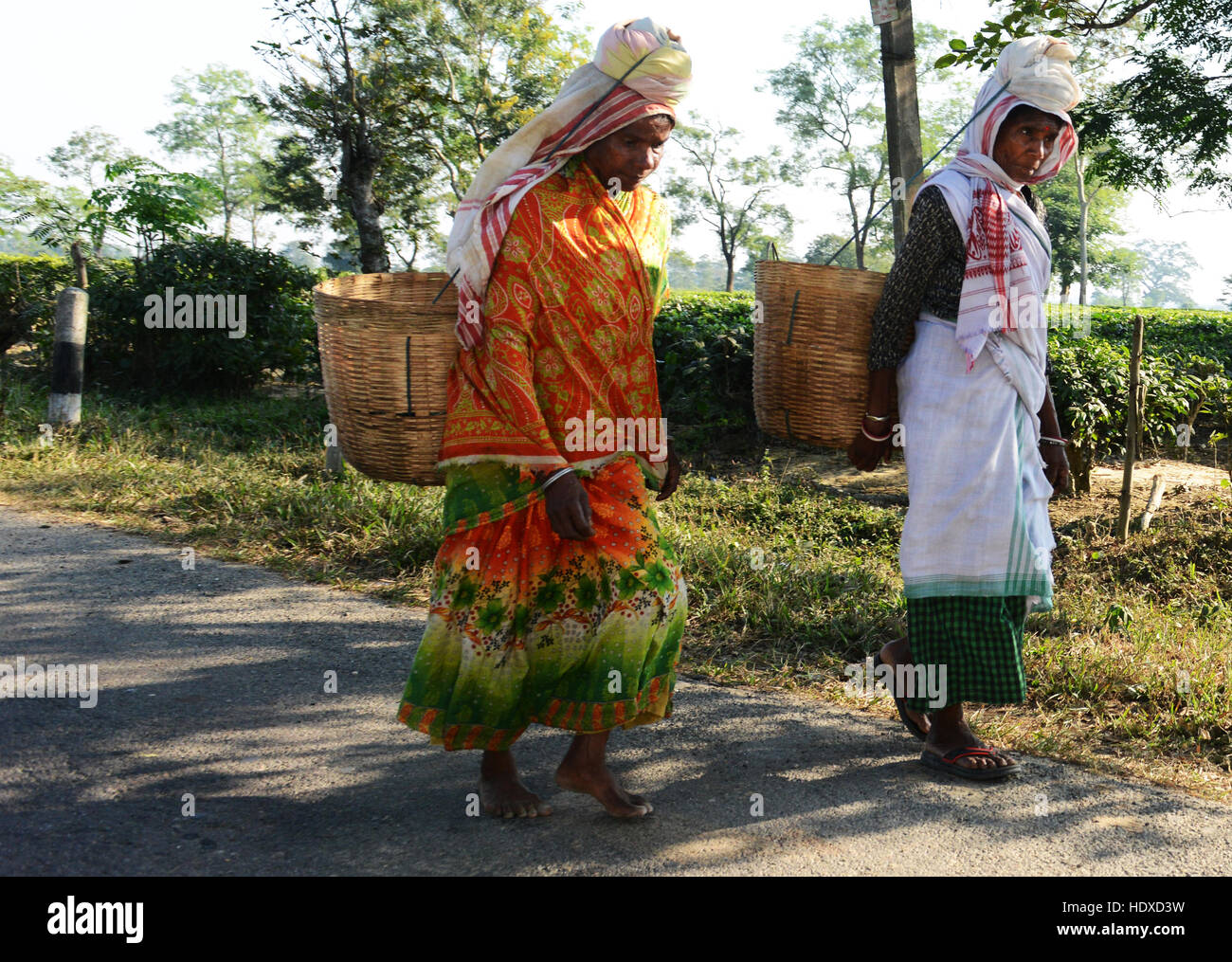 Tea workers walking to the tea plantation for work Stock Photo - Alamy