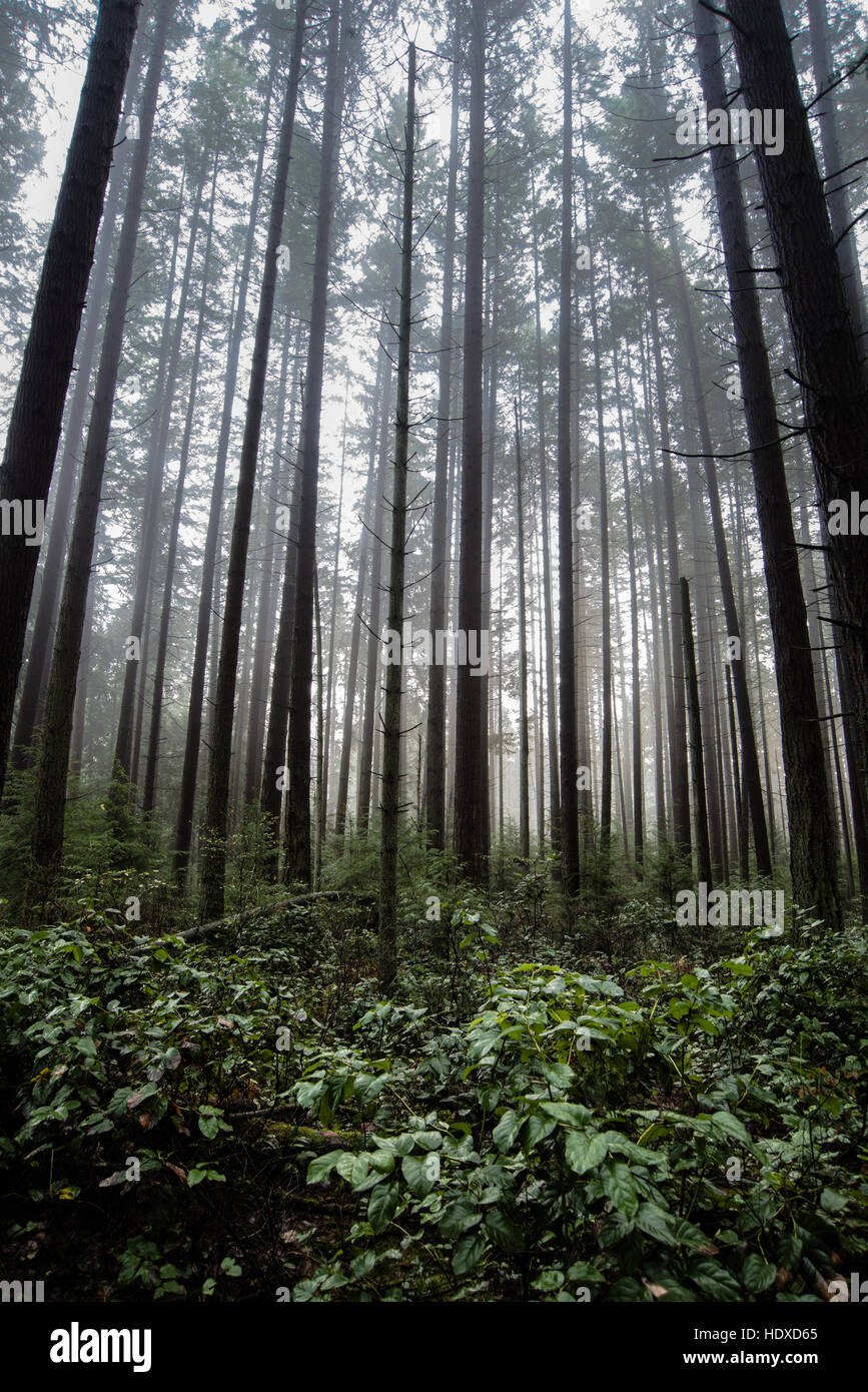 Amazing rain forest at the Pacific Spirit regional Park in Vancouver ...