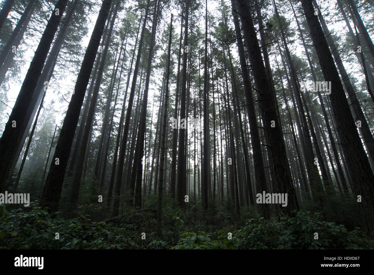Amazing rain forest at the Pacific Spirit regional Park in Vancouver ...
