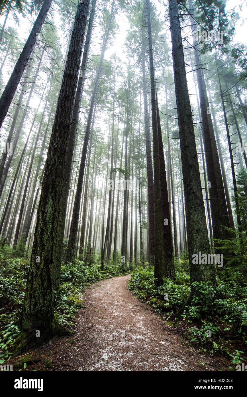 Amazing rain forest at the Pacific Spirit regional Park in Vancouver ...