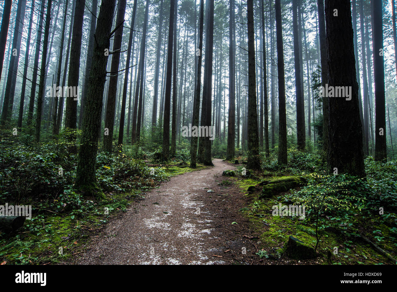 Amazing rain forest at the Pacific Spirit regional Park in Vancouver ...