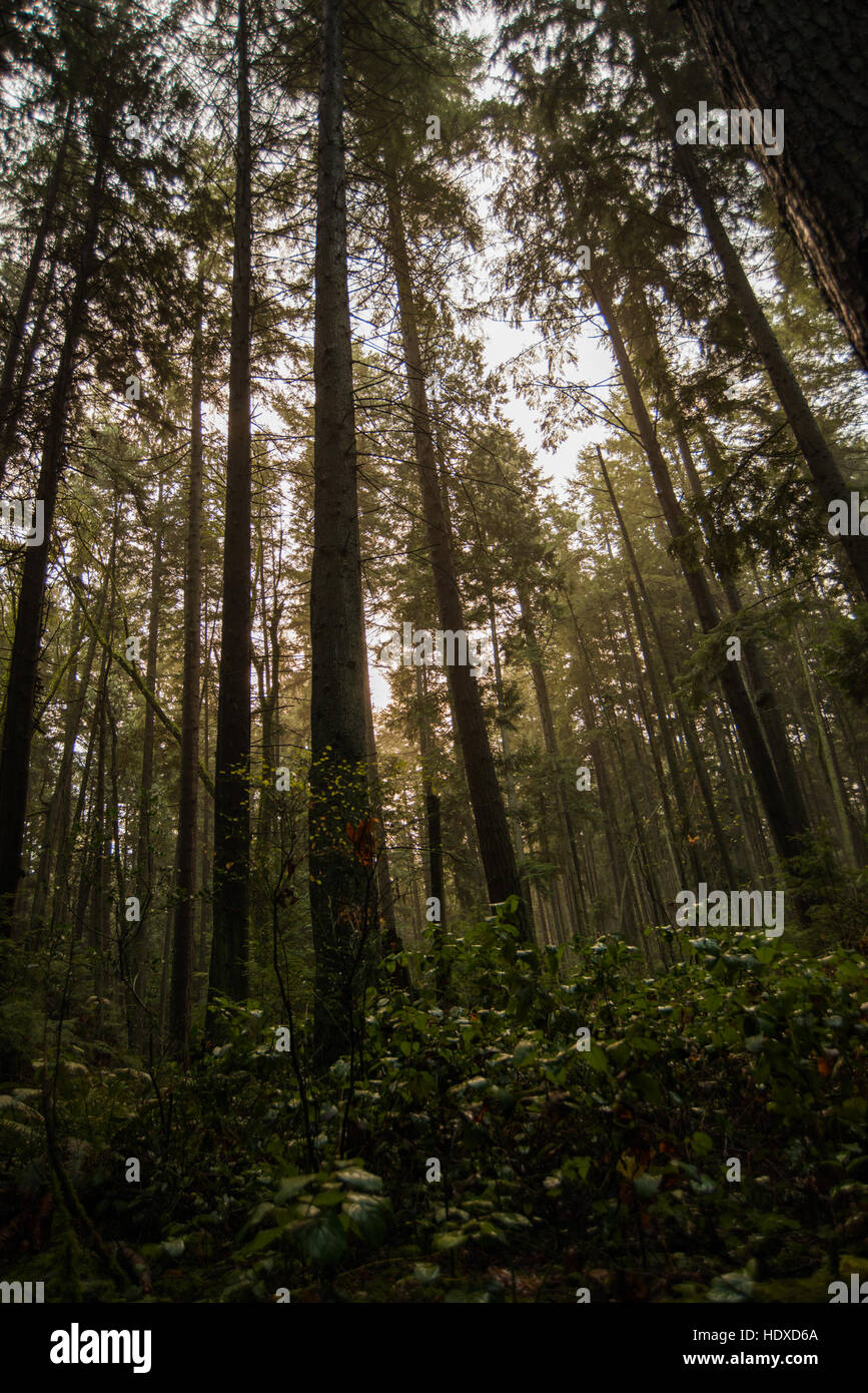Pacific spirit regional park hi-res stock photography and images - Alamy