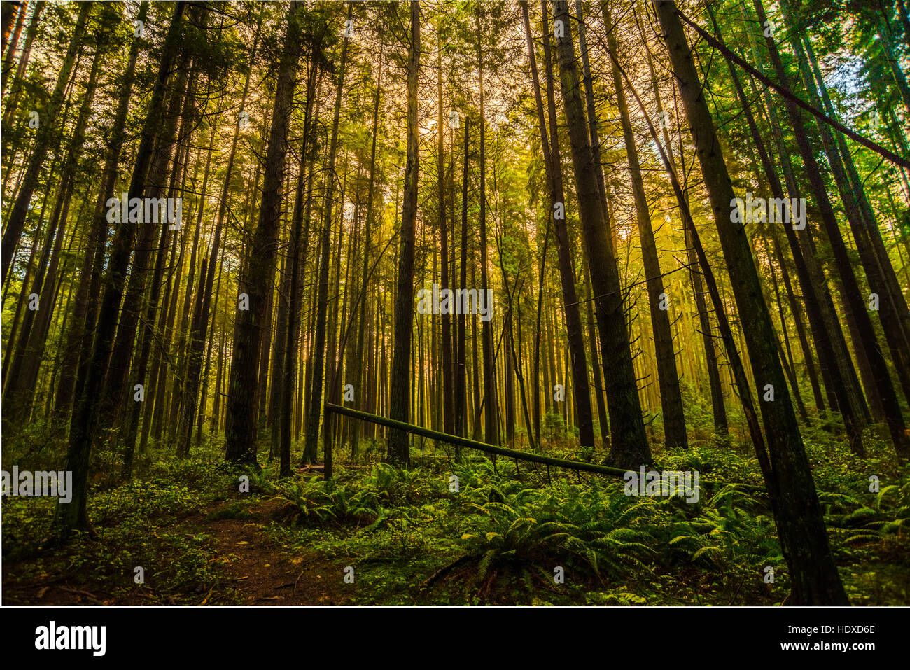 Pacific spirit regional park hi-res stock photography and images - Alamy