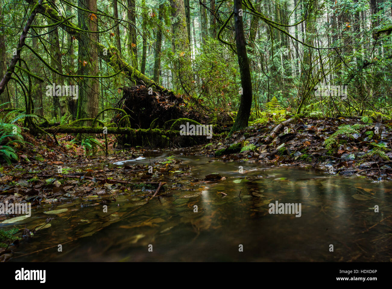 Wet ecosystem hi-res stock photography and images - Alamy