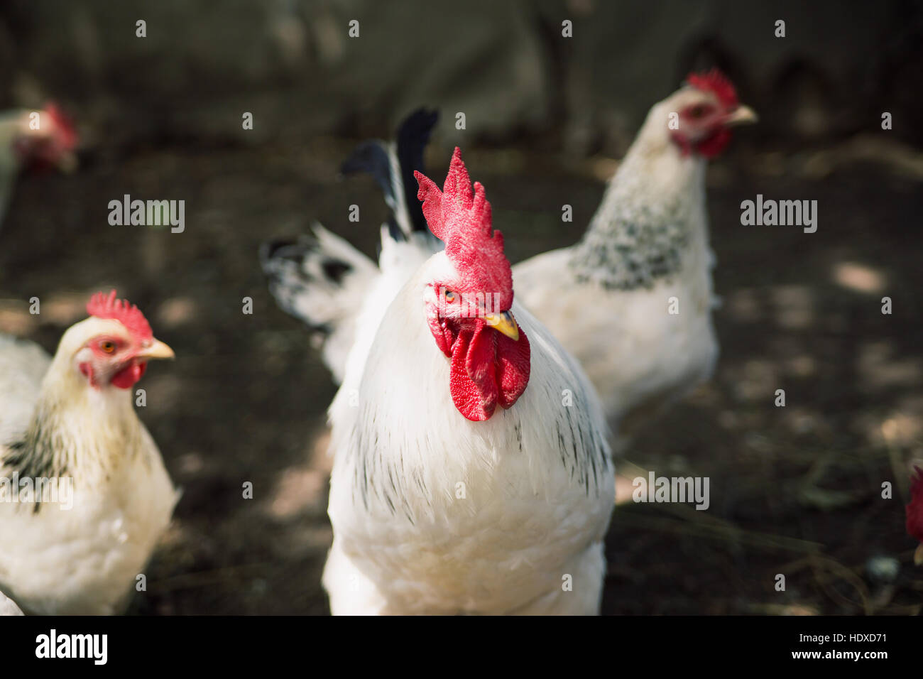 The White Cock Costs Among Hens And Looks Forward Stock Photo Alamy