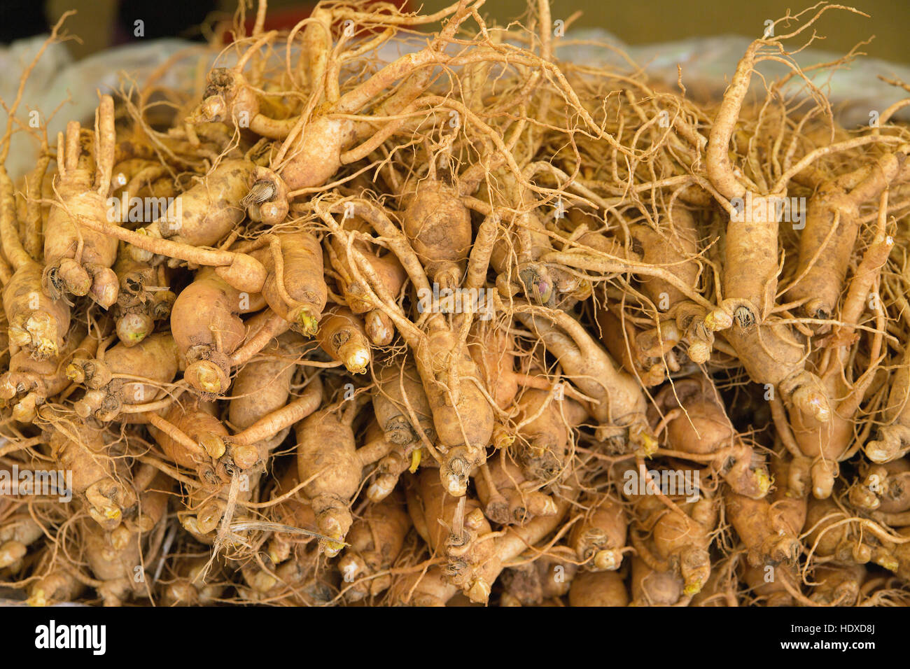 Photo of a small group of roots of a ginseng Stock Photo - Alamy