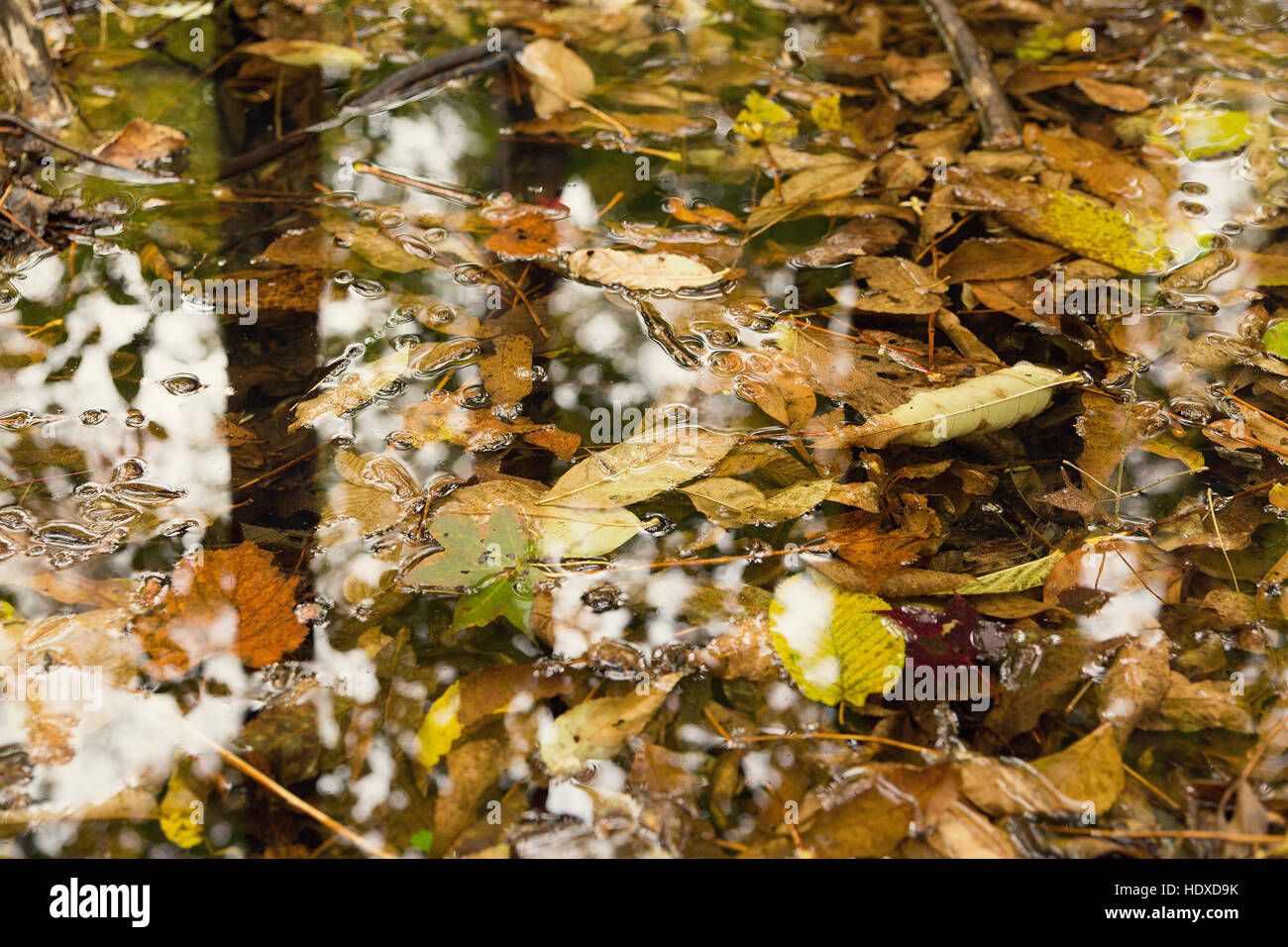 Pool with leaves in it and reflection of the sky and trees Stock Photo ...