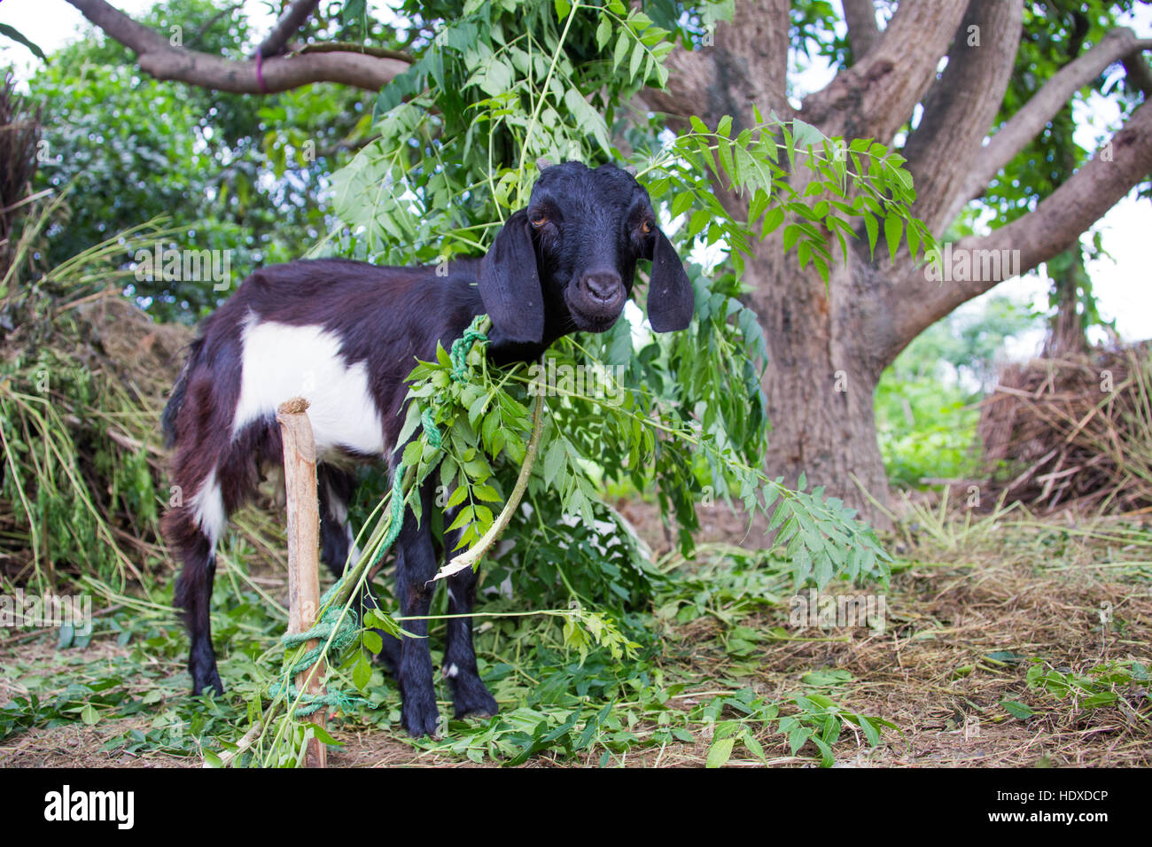 Terai Region Of Nepal High Resolution Stock Photography and Images - Alamy