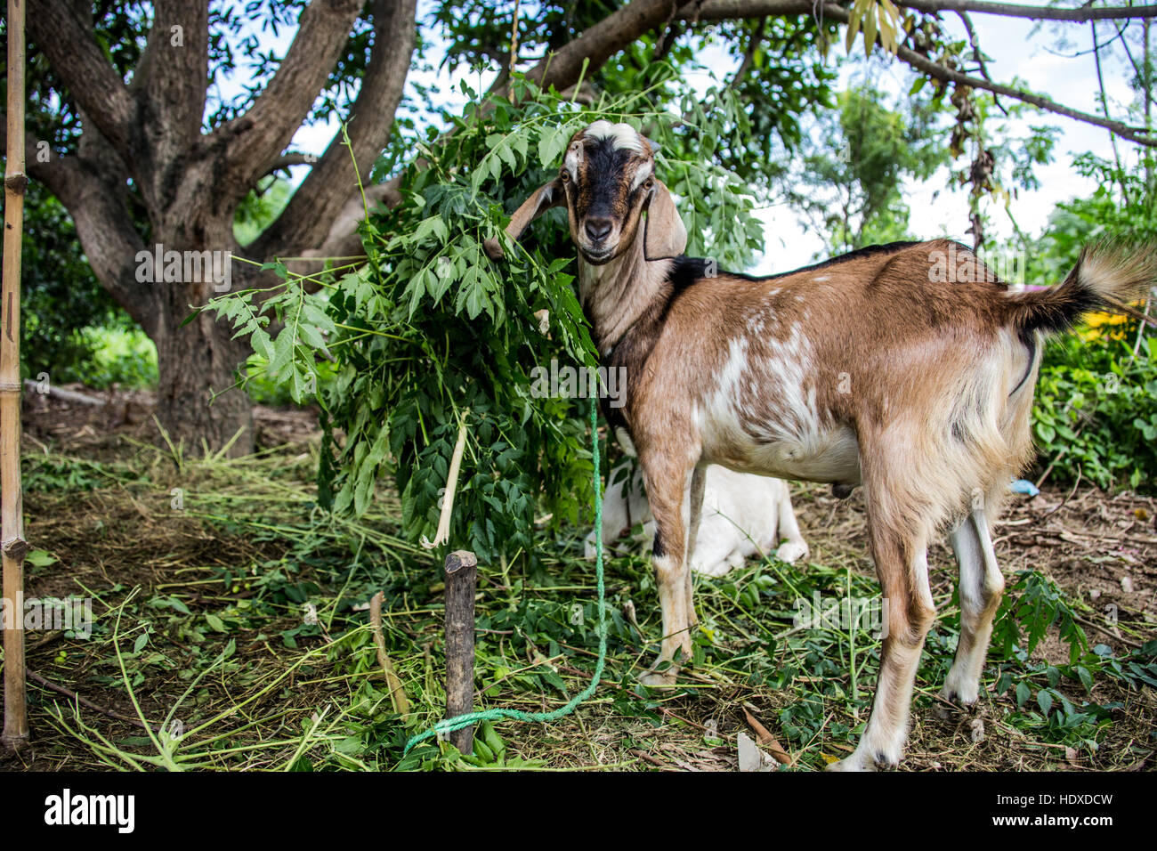 Goat nepal hi-res stock photography and images - Alamy