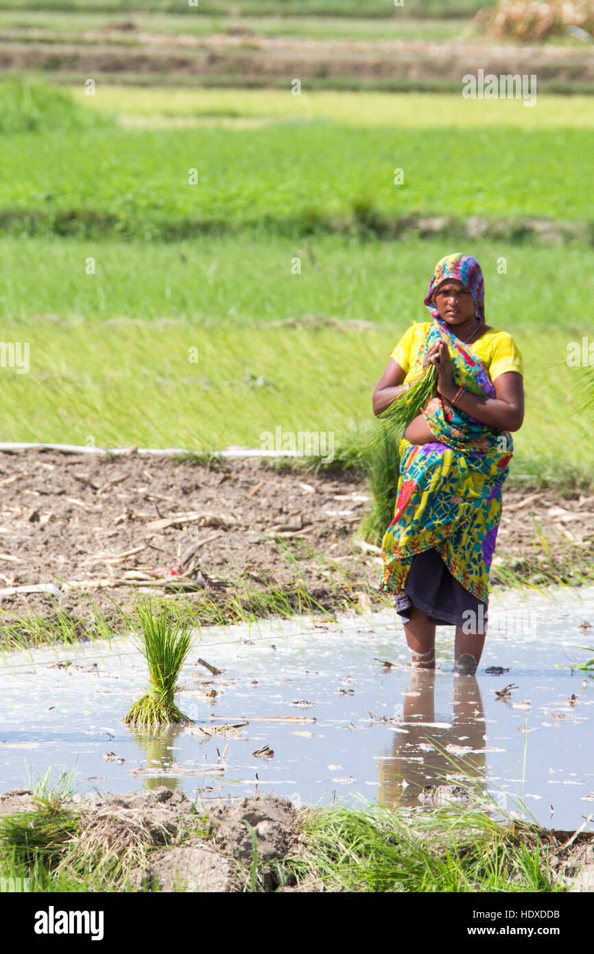 People in terai region hi-res stock photography and images - Alamy