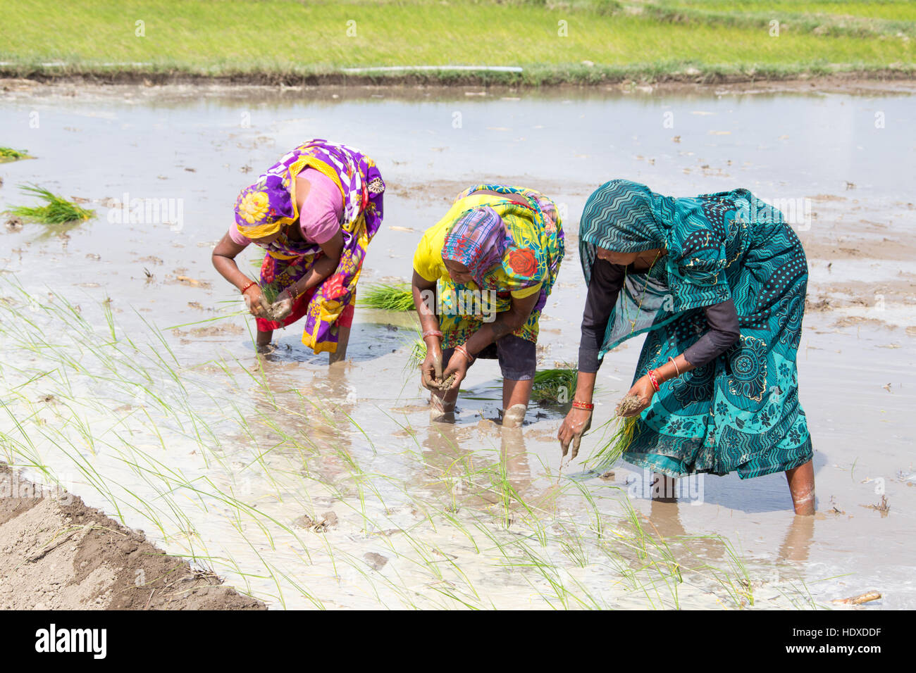 Planting rice in the Terai region of Nepal Stock Photo - Alamy