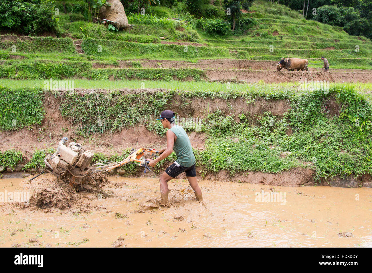 Terrace farming terrace farming in nepal hi-res stock photography and ...